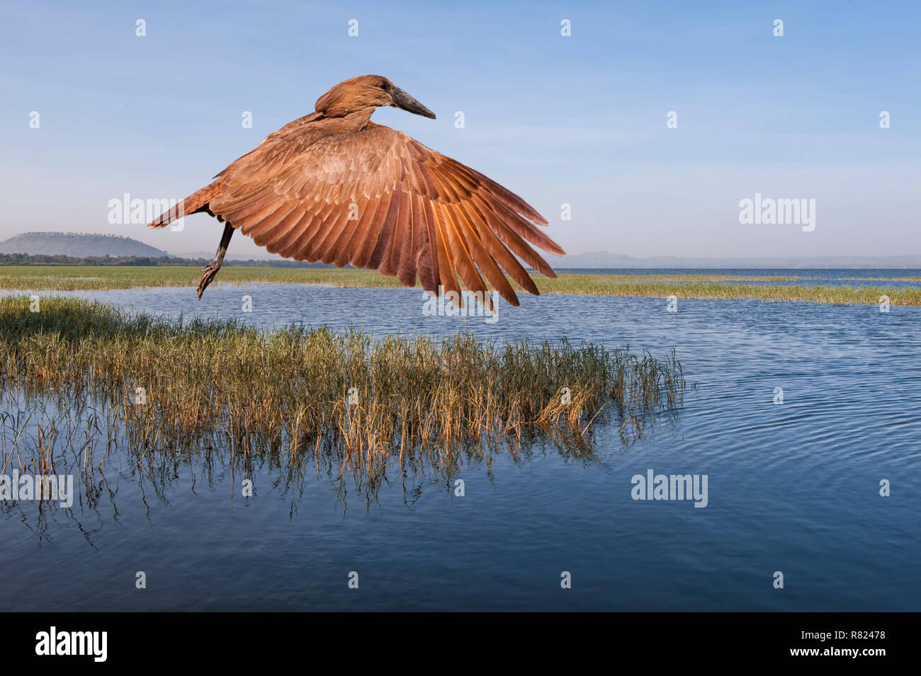 Hamerkop (Scopus umbretta), Lake Awasa, Awasa Lake, Awasa, Southern ...
