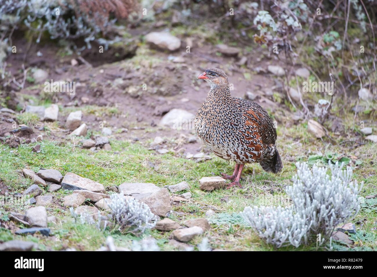 Chestnut-naped Francolin (Francolinus castaneicollis), Bale Mountains ...