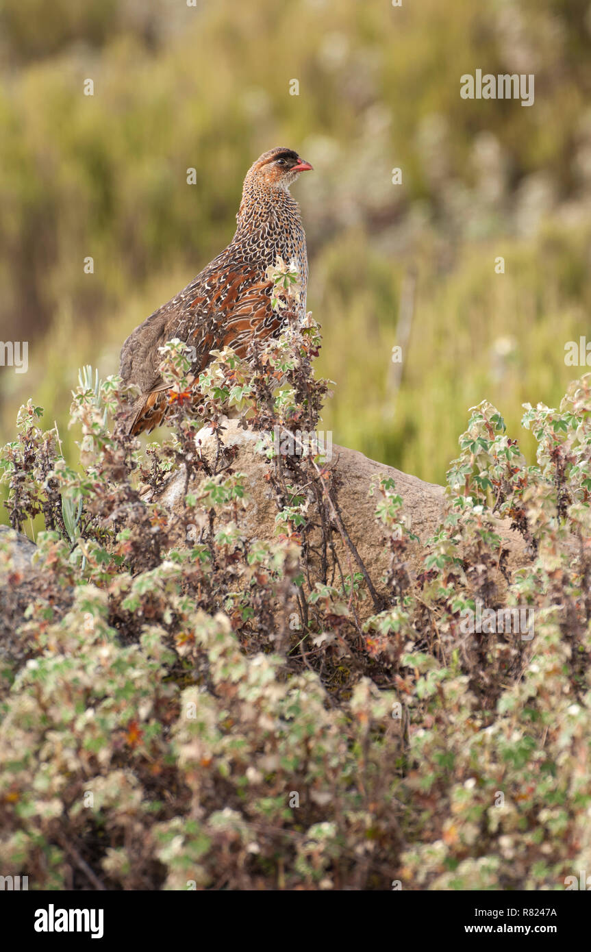 Erckels Francolin (Francolinus erckelii), Bale Mountains National Park ...