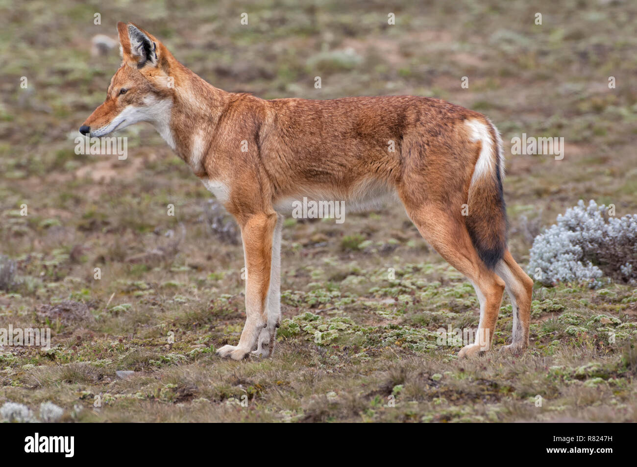 Ethiopian Wolf (Canis simensis), Bale Mountains National Park, Bale ...