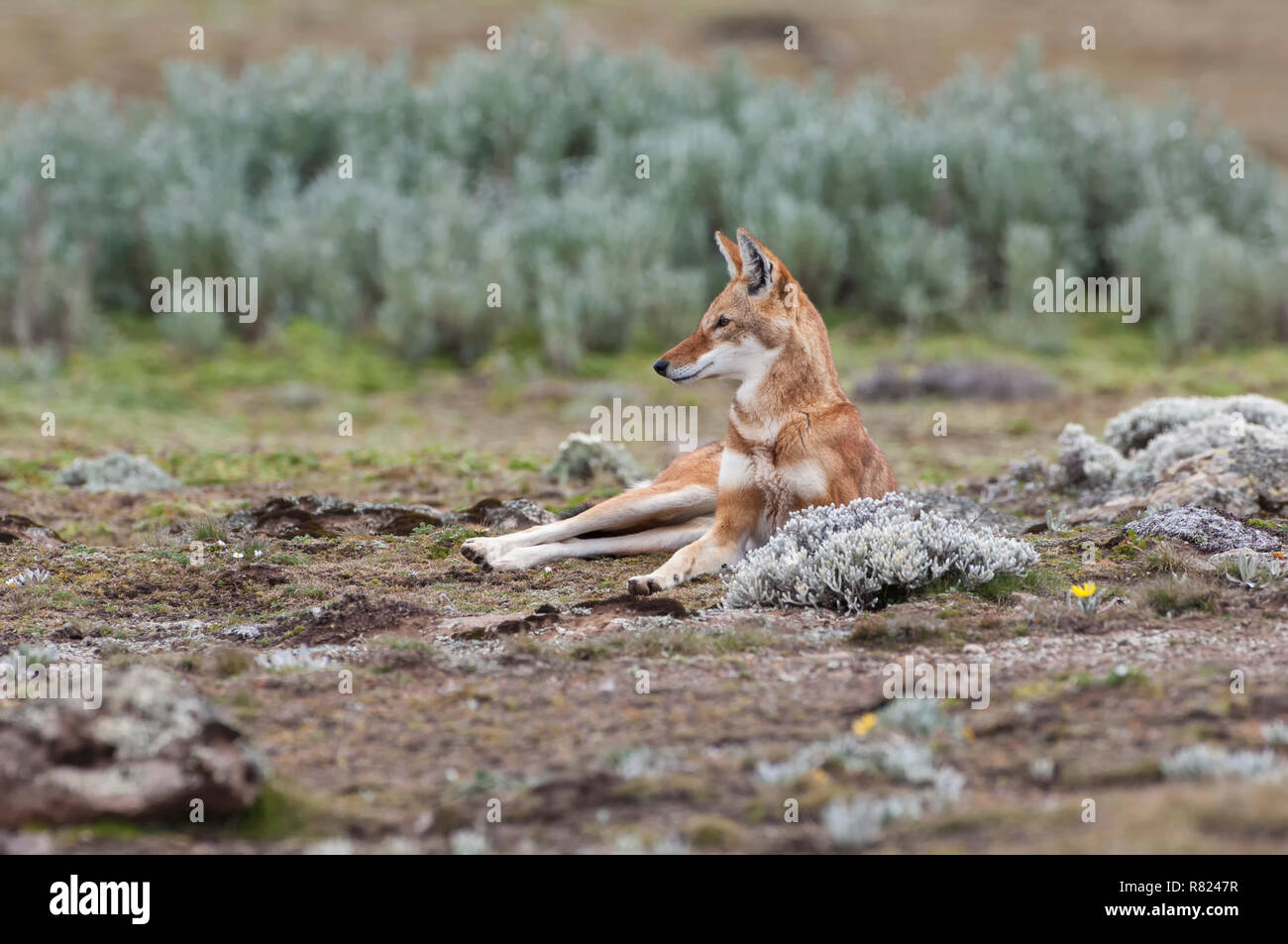 Ethiopian Wolf (Canis simensis), Bale Mountains National Park, Bale ...