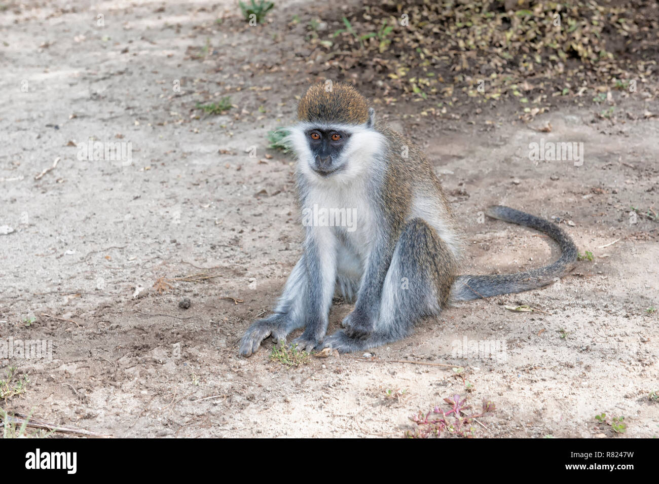 Vervet Monkey (Cercopithecus aethiops), Awasa, Ethiopia Stock Photo - Alamy
