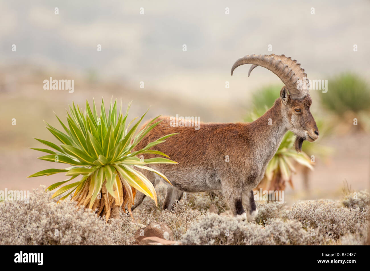 Walia Ibex (Capra walie), Simien Mountains National Park, Amhara Region ...