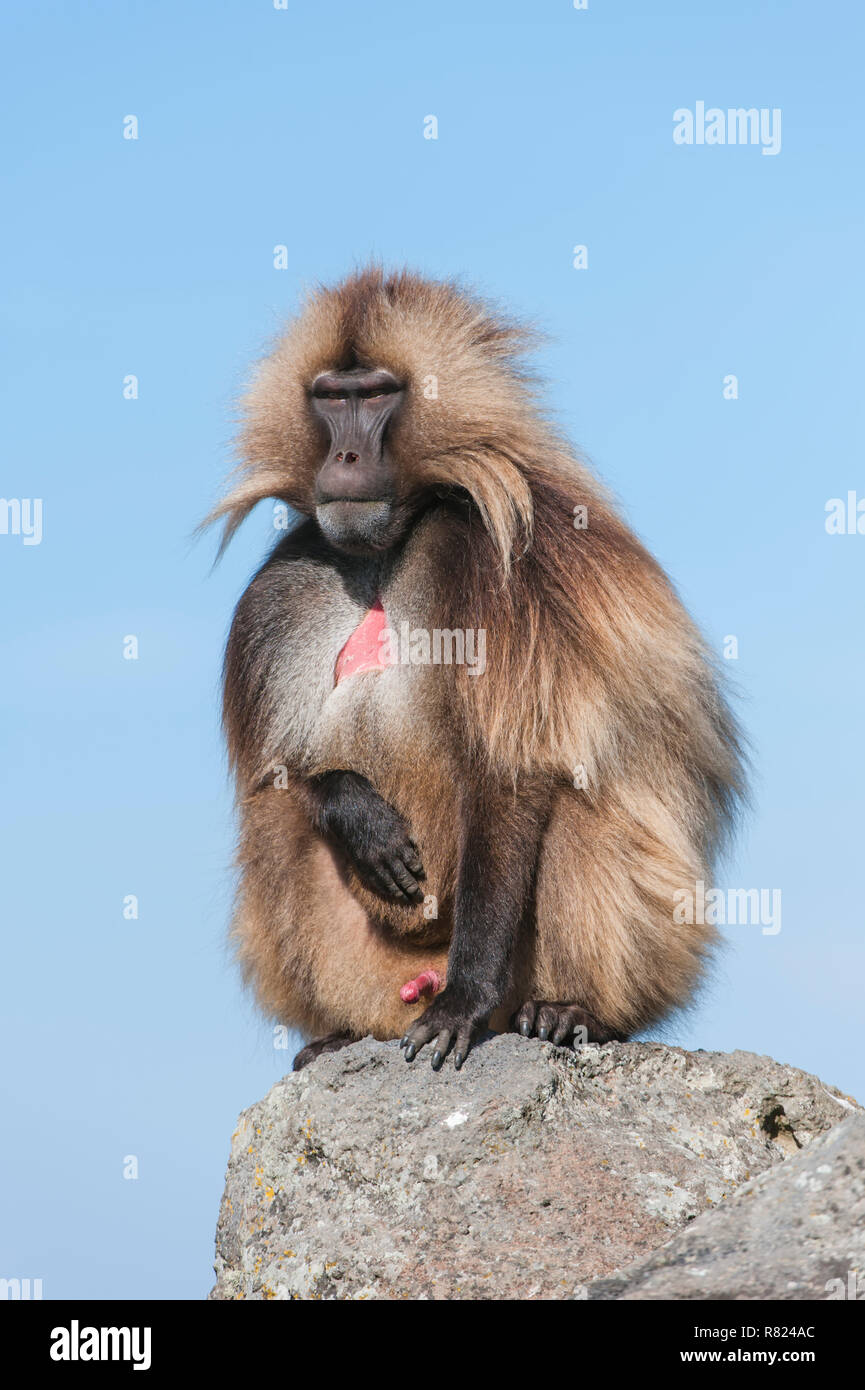 Gelada baboon (Theropithecus gelada), Simien Mountains National Park ...