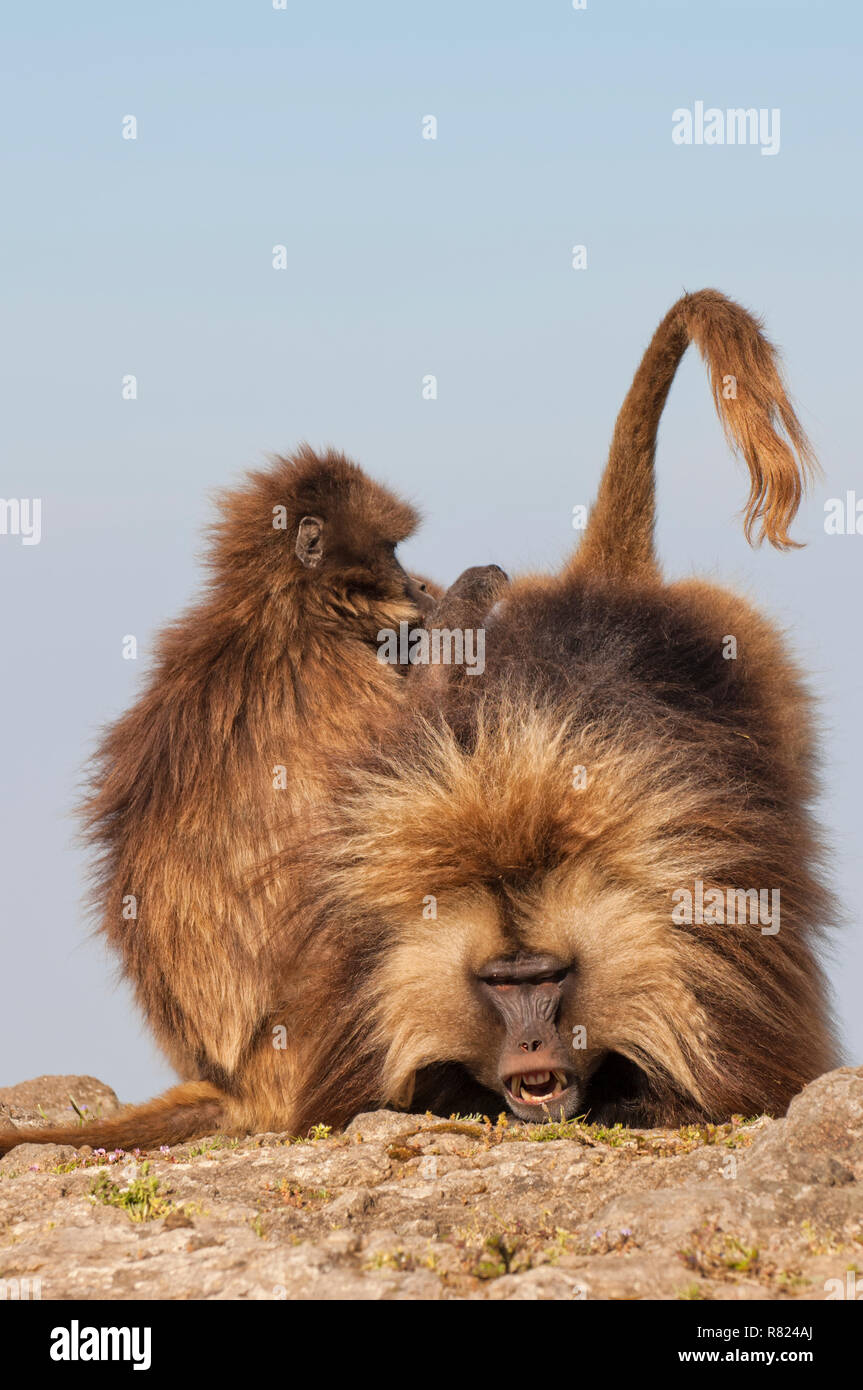 Gelada baboons (Theropithecus gelada) grooming each other, Simien ...