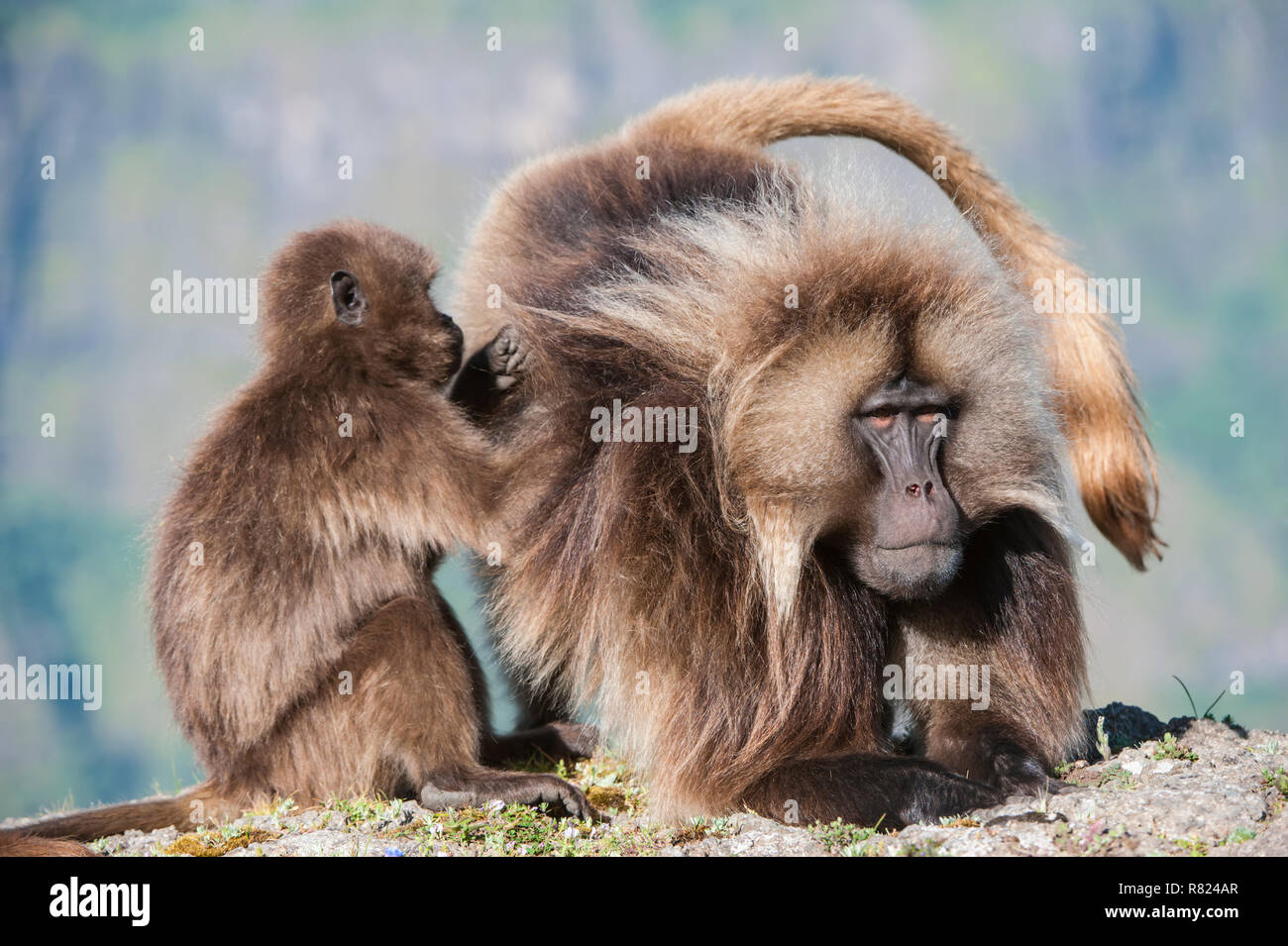 Gelada baboons (Theropithecus gelada) grooming each other, Simien ...