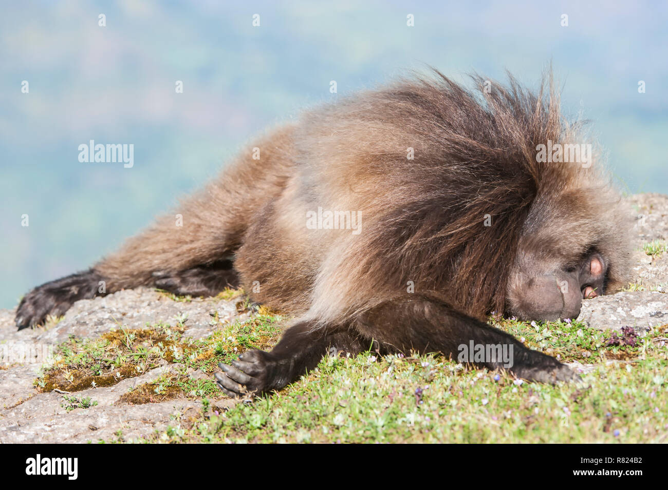 Gelada baboon (Theropithecus gelada) sleeping on the ground, Simien ...