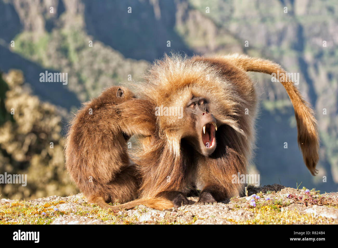 Gelada baboons (Theropithecus gelada) grooming each other, Simien ...
