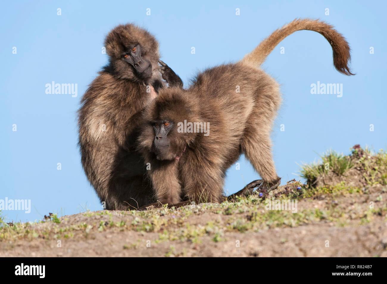 Gelada baboons (Theropithecus gelada) grooming each other, Simien ...