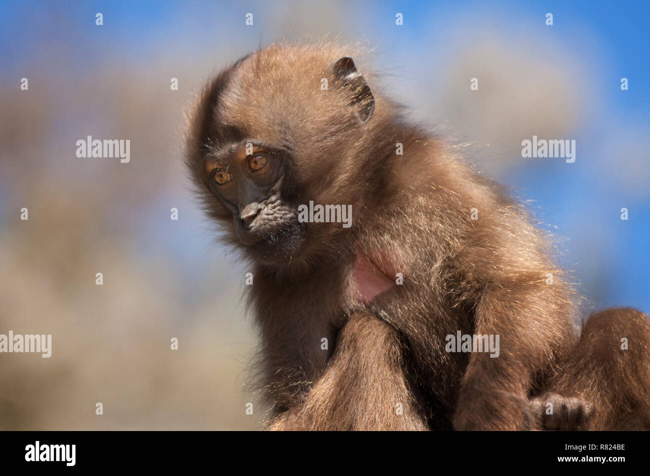 Gelada baboon (Theropithecus gelada), baby, Simien Mountains National ...