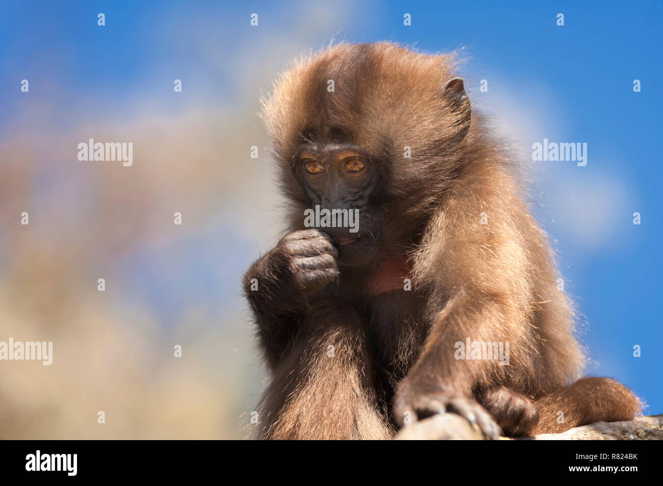 Gelada baboon (Theropithecus gelada), baby, Simien Mountains National ...