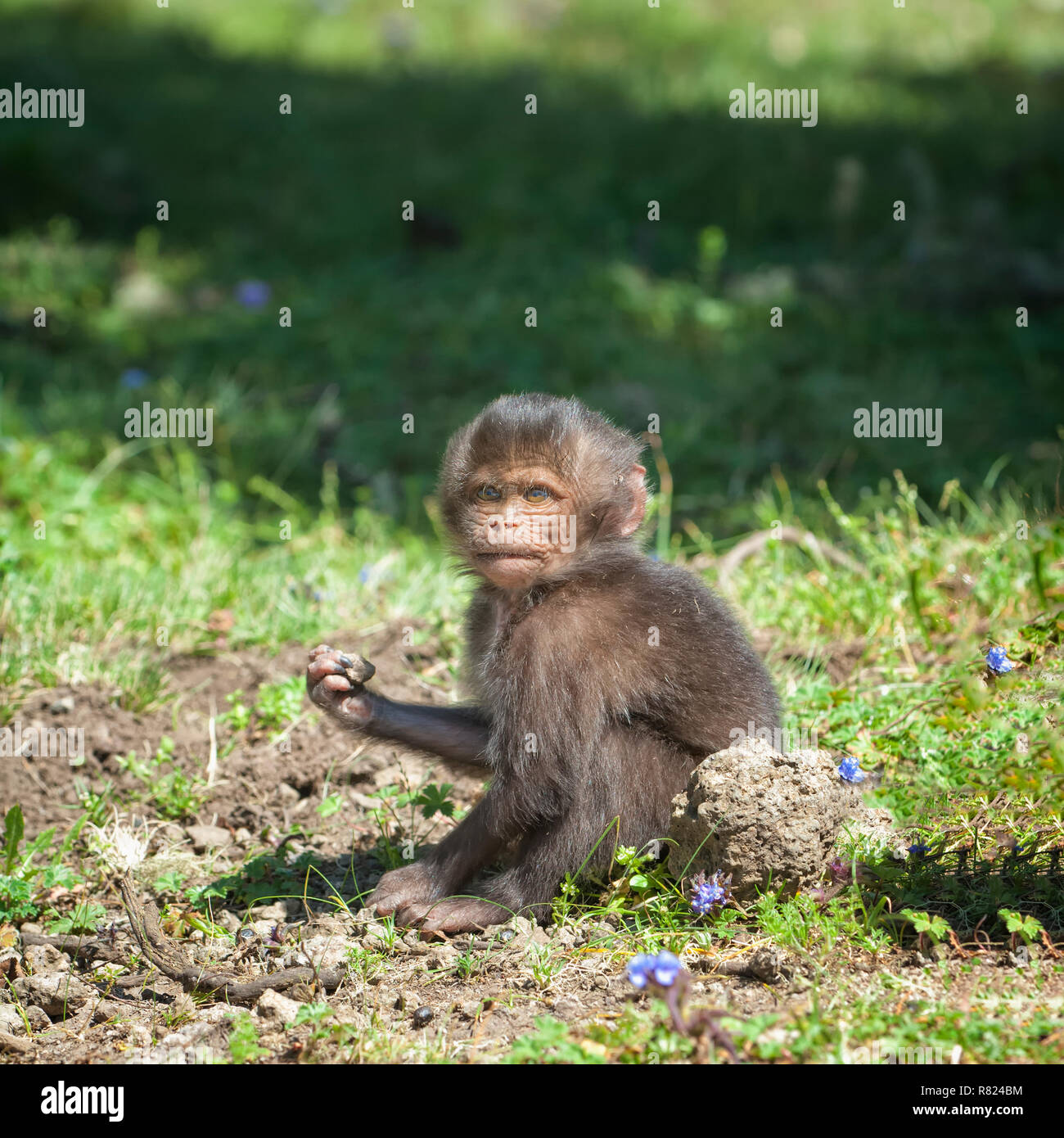 Theropithecus gelada baby ethiopia simien hi-res stock photography and ...