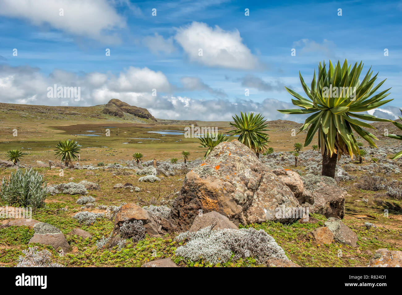 Giant bale hi-res stock photography and images - Alamy
