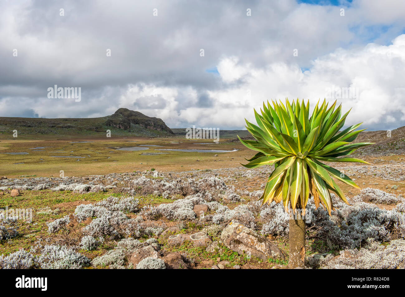 Giant lobelia (Lobelia rhynchopetalum), Bale Mountains National Park ...
