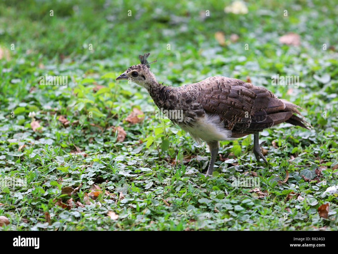 Peacock, one of the most beautiful big birds Stock Photo - Alamy