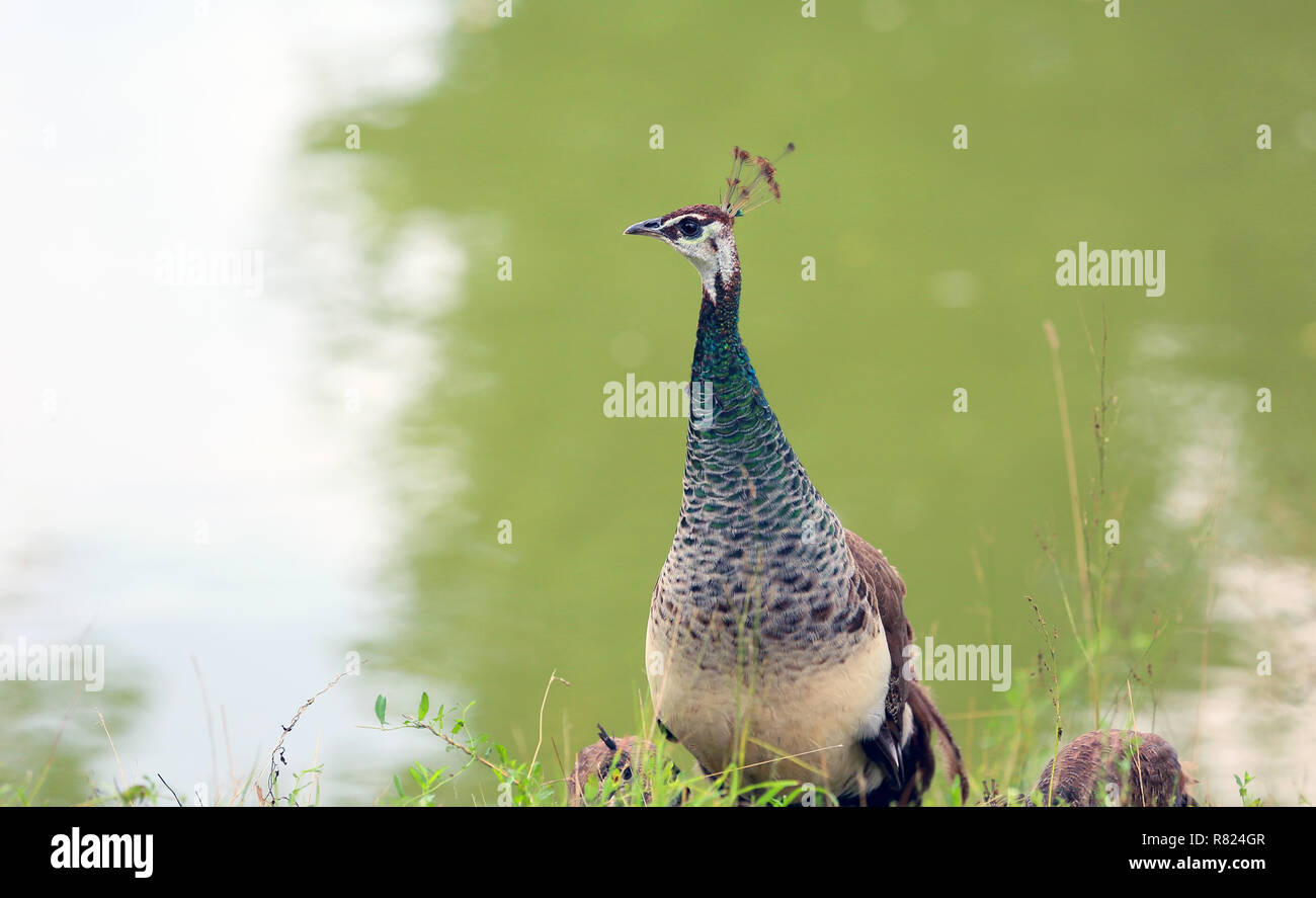 Peacock, one of the most beautiful big birds Stock Photo - Alamy