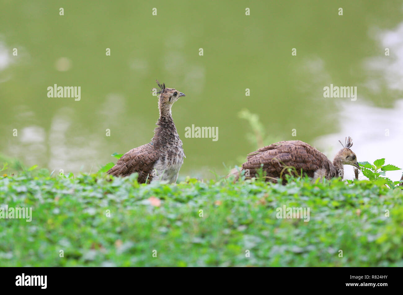 Big peacock hi-res stock photography and images - Alamy