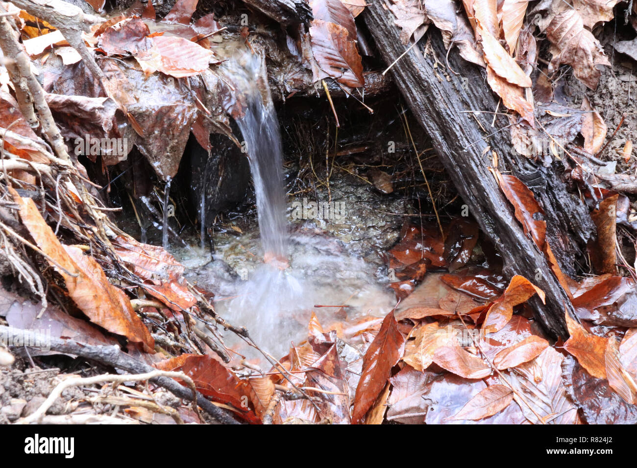 Golden woodland scene hi-res stock photography and images - Alamy