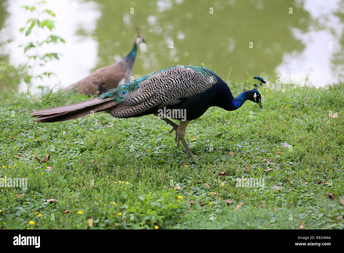 Peacock, one of the most beautiful big birds Stock Photo - Alamy