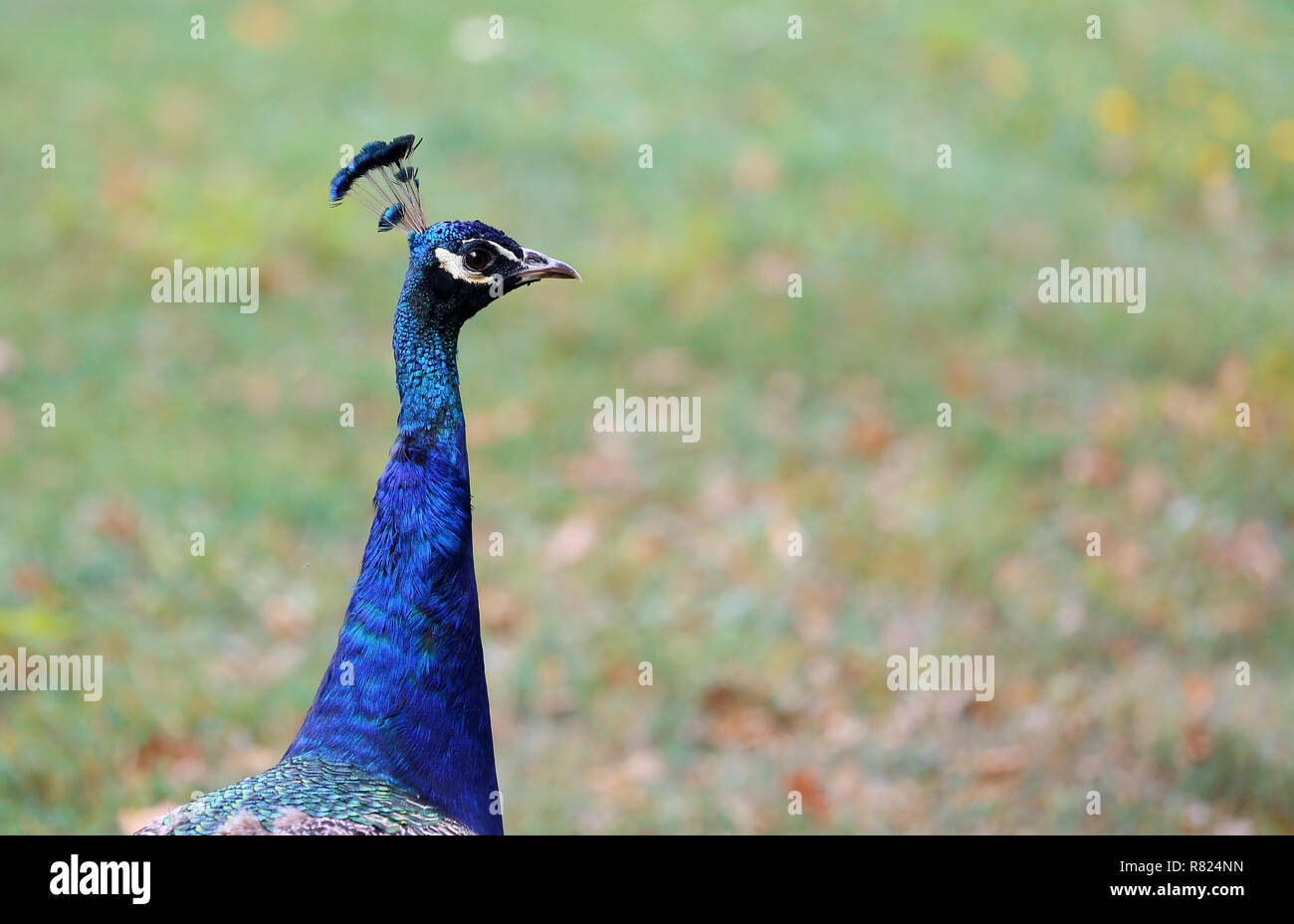 Peacock, one of the most beautiful big birds Stock Photo - Alamy