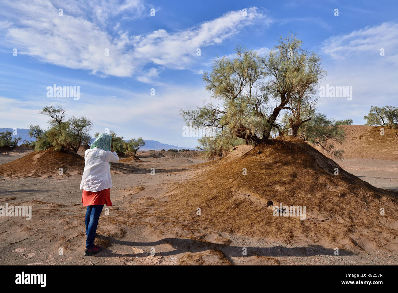 Tree In Lut Desert High Resolution Stock Photography and Images - Alamy