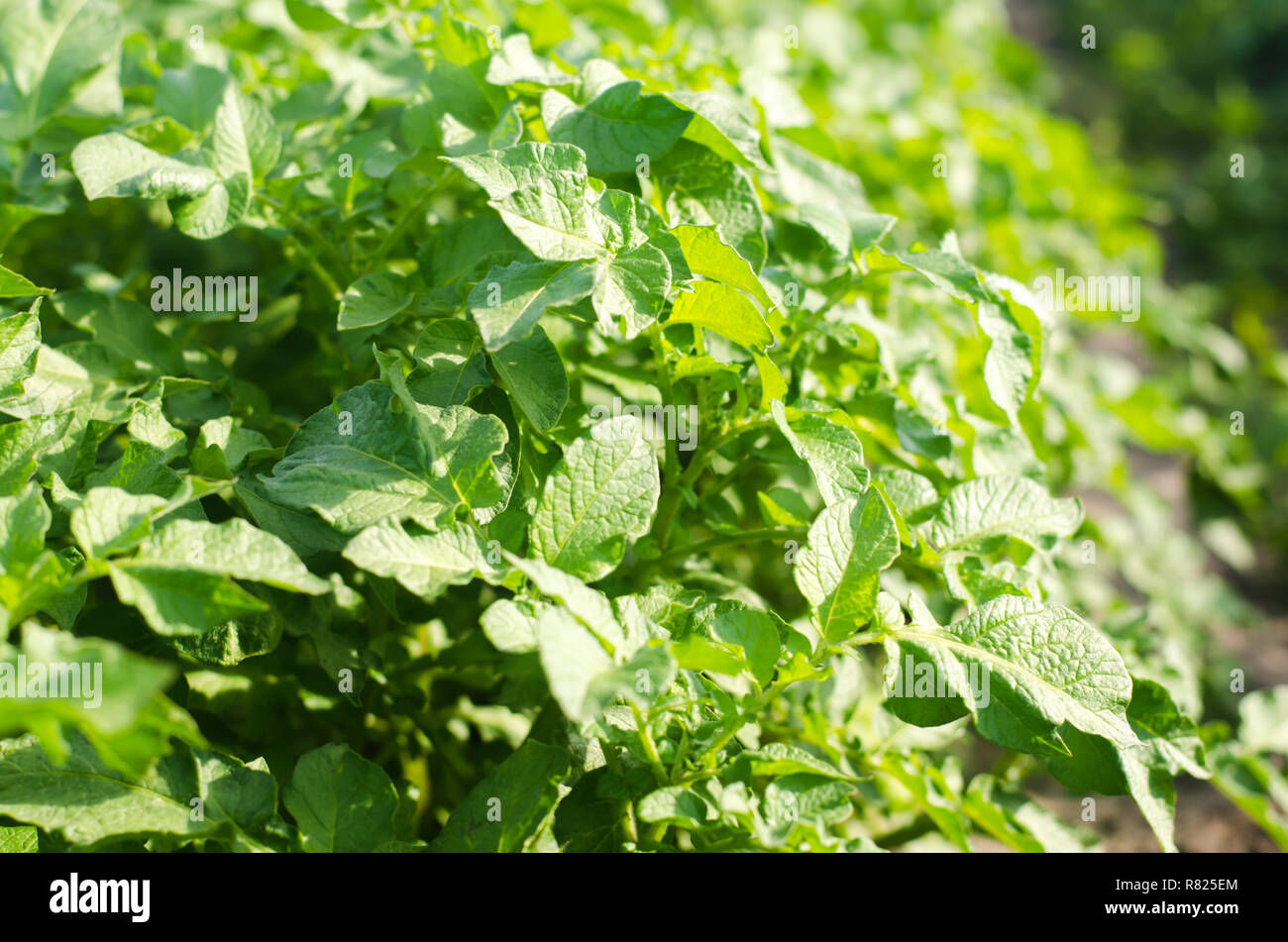 bush plant of young potato growing in the field, farming, agriculture ...