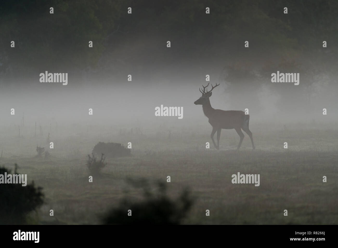 Deer grazing in the early morning mist Stock Photo - Alamy