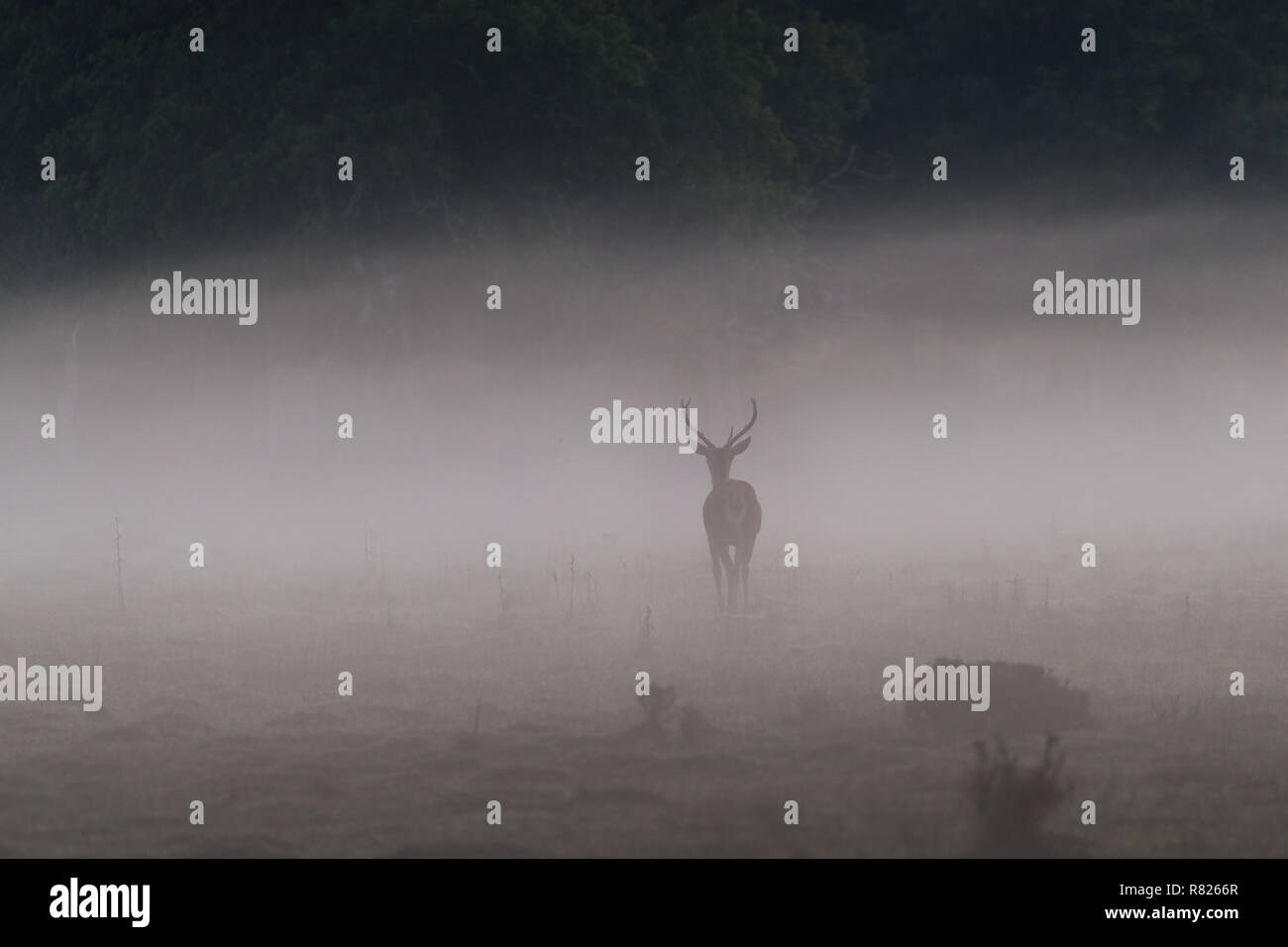 New forest deer mist hi-res stock photography and images - Alamy