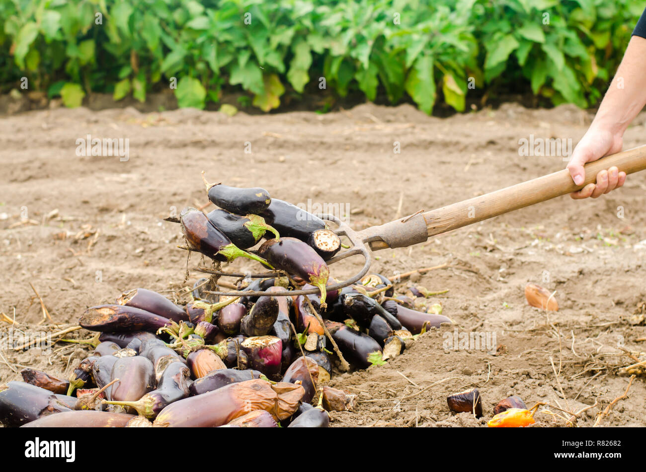 rotten spoiled eggplant vegetables lie on the field. poor harvest ...