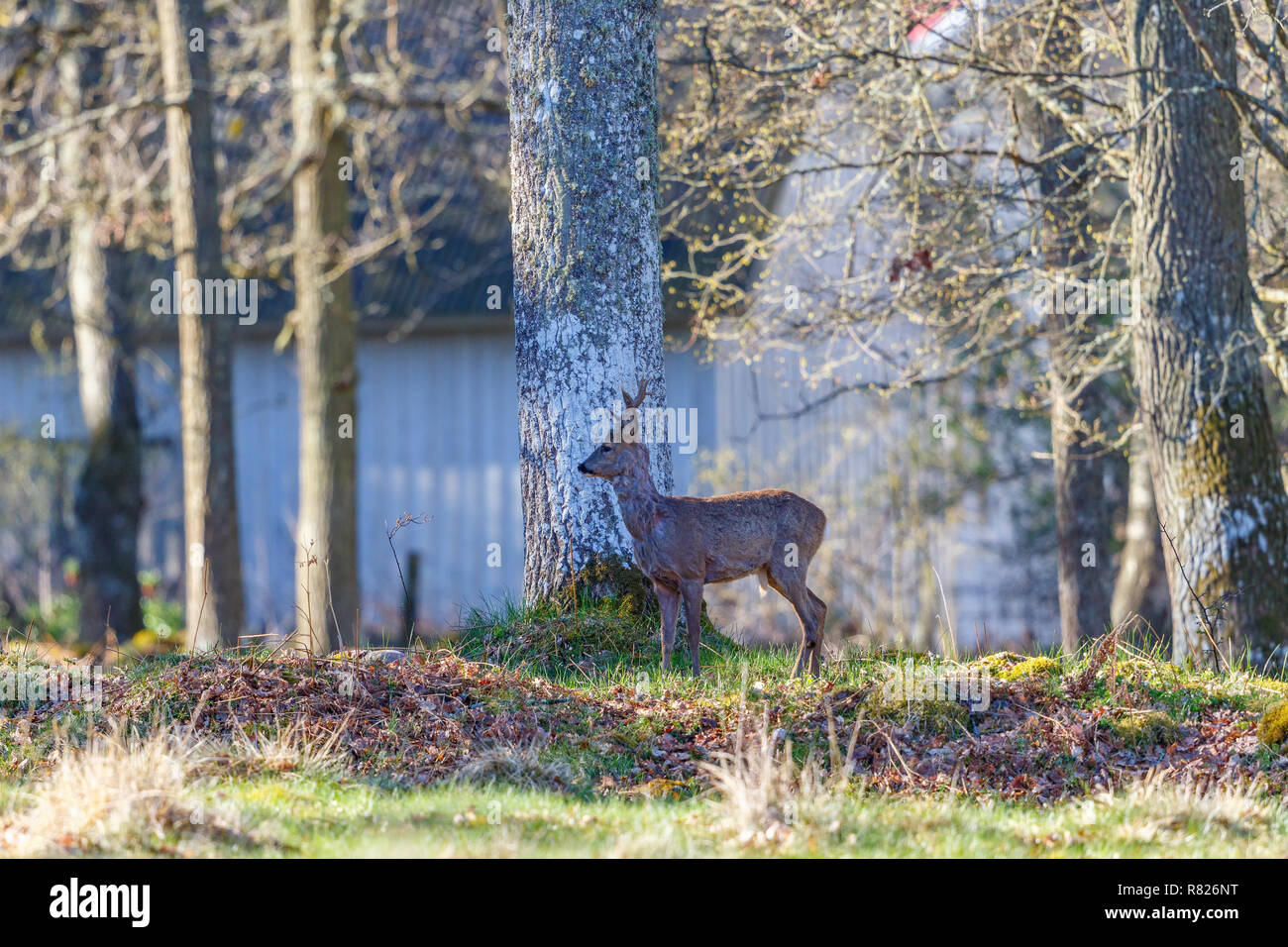 Roe deer woodland hi-res stock photography and images - Alamy