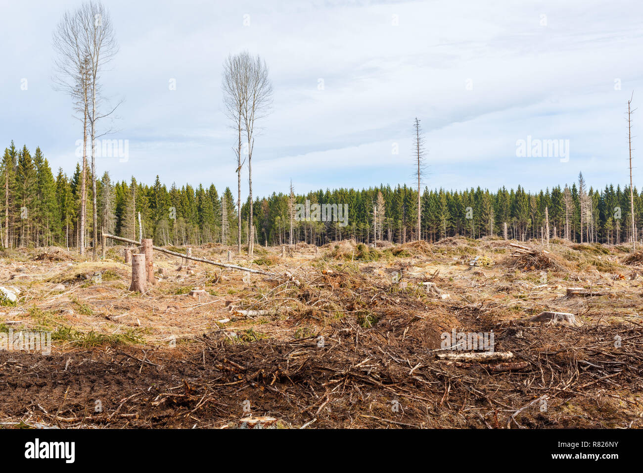 Boreal deforestation hi-res stock photography and images - Alamy