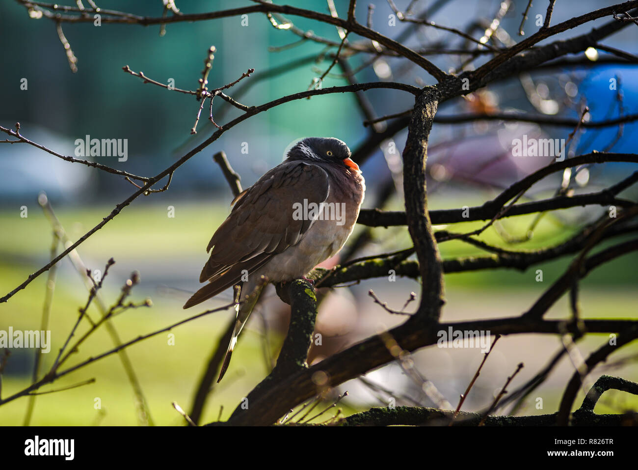 Feral pigeon autumn hi-res stock photography and images - Alamy
