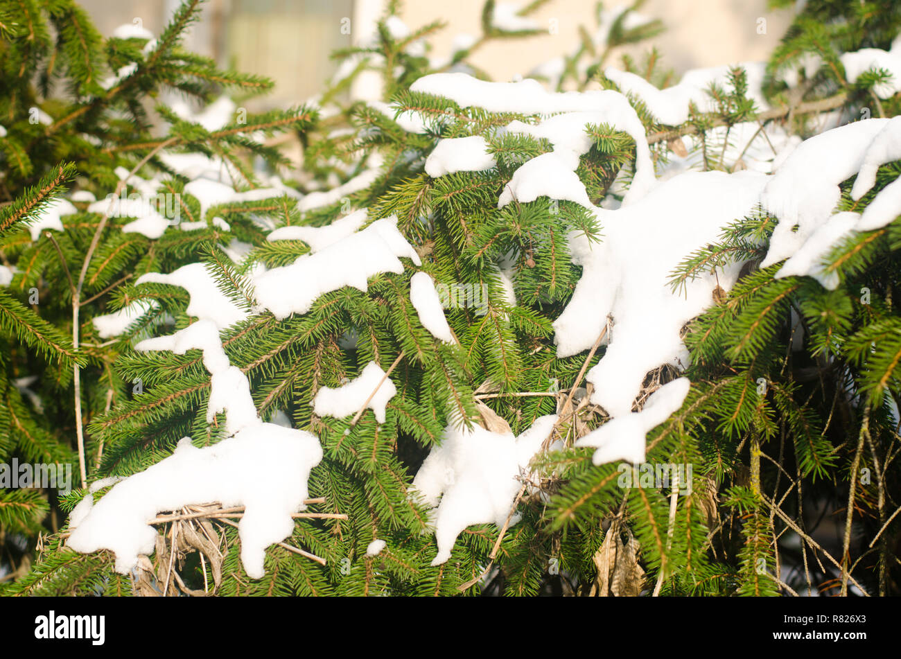 Branches of an evergreen christmas tree in the snow in a winter park ...