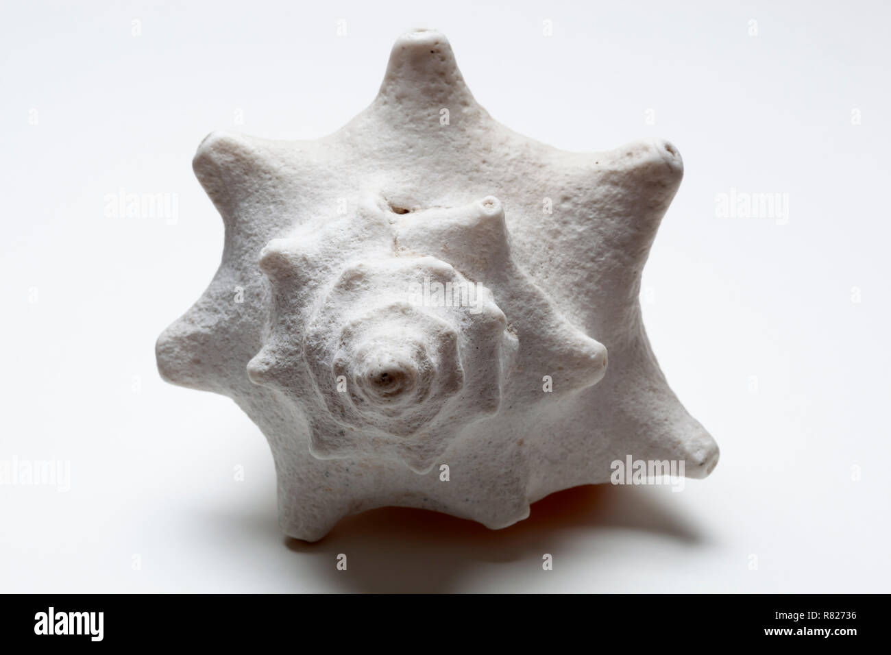 White conch seashell on white background Stock Photo - Alamy