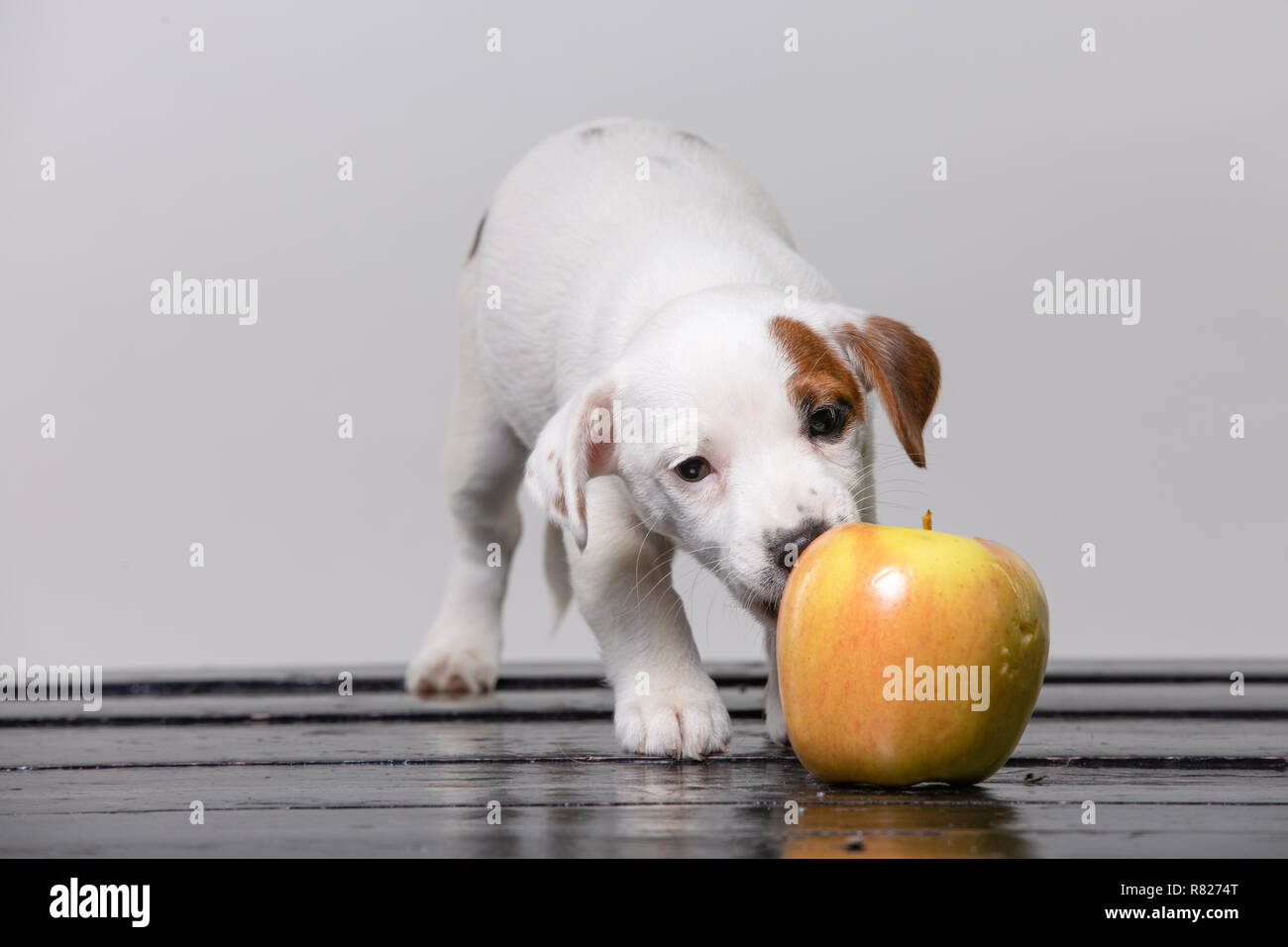 Small terrier puppy with big red apple in studio Stock Photo - Alamy