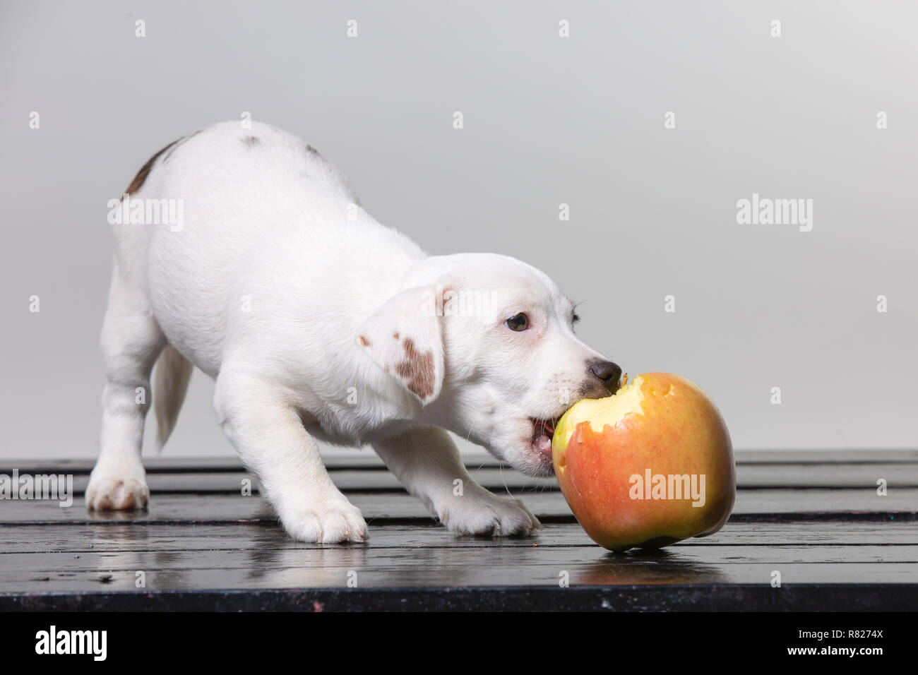 Small terrier puppy with big red apple in studio Stock Photo - Alamy