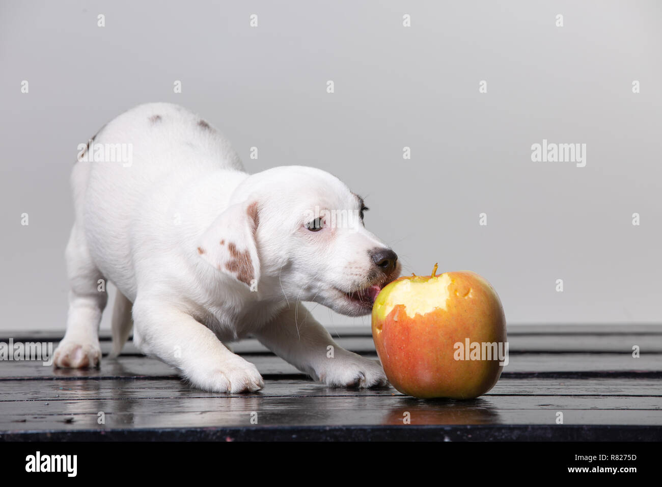 Small terrier puppy with big red apple in studio Stock Photo - Alamy