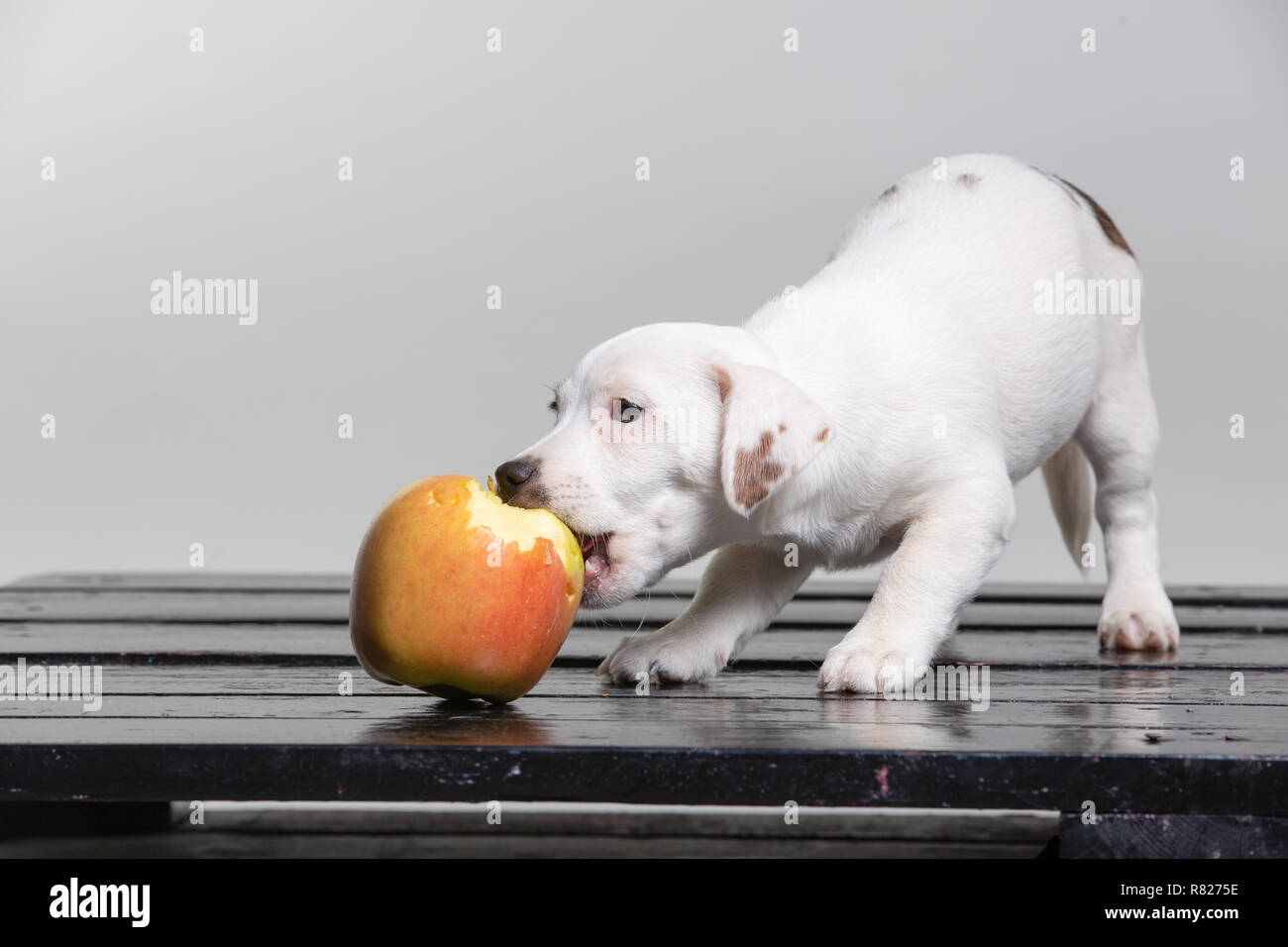 Small terrier puppy with big red apple in studio Stock Photo - Alamy