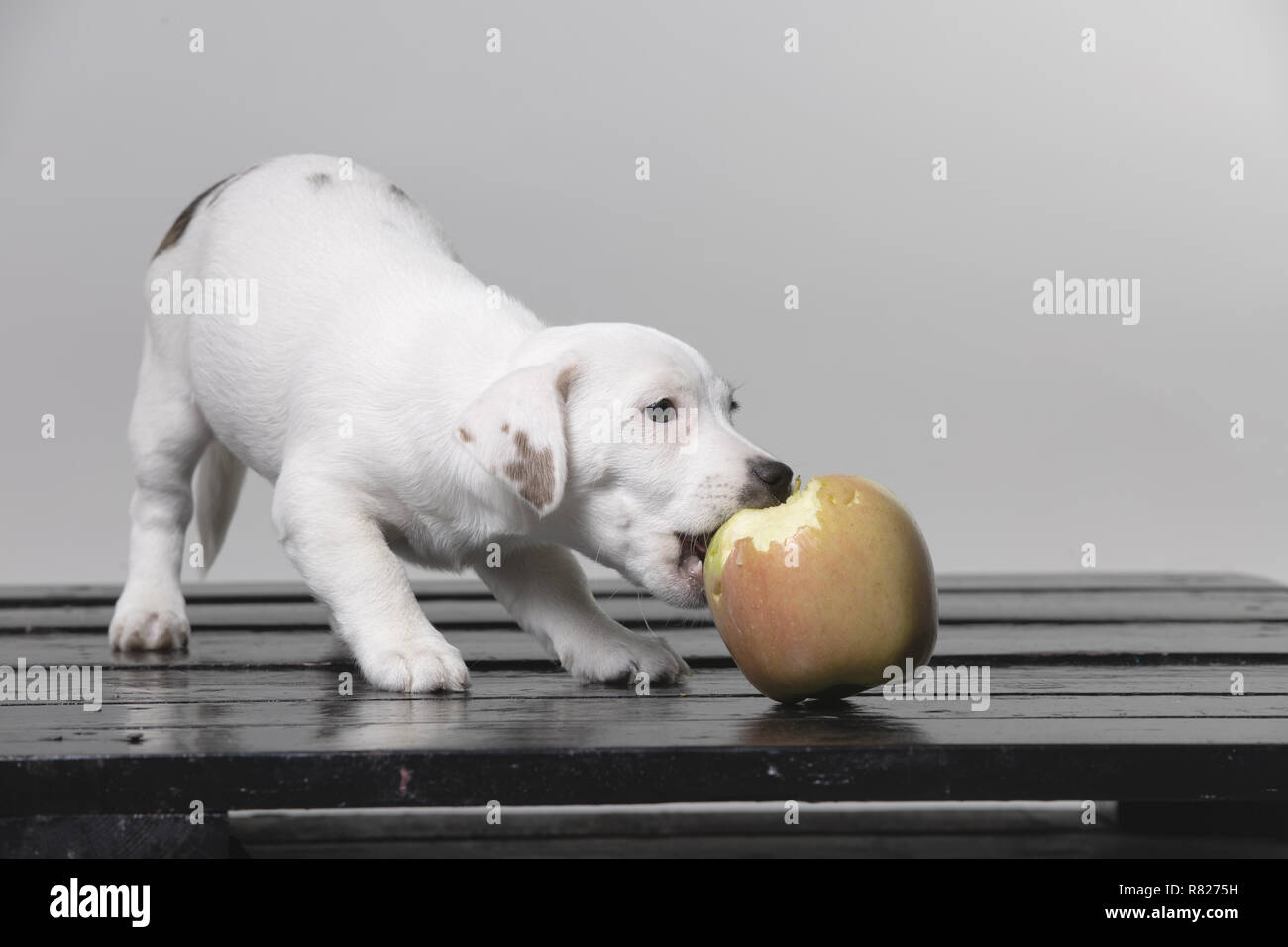 Small terrier puppy with big red apple in studio Stock Photo - Alamy