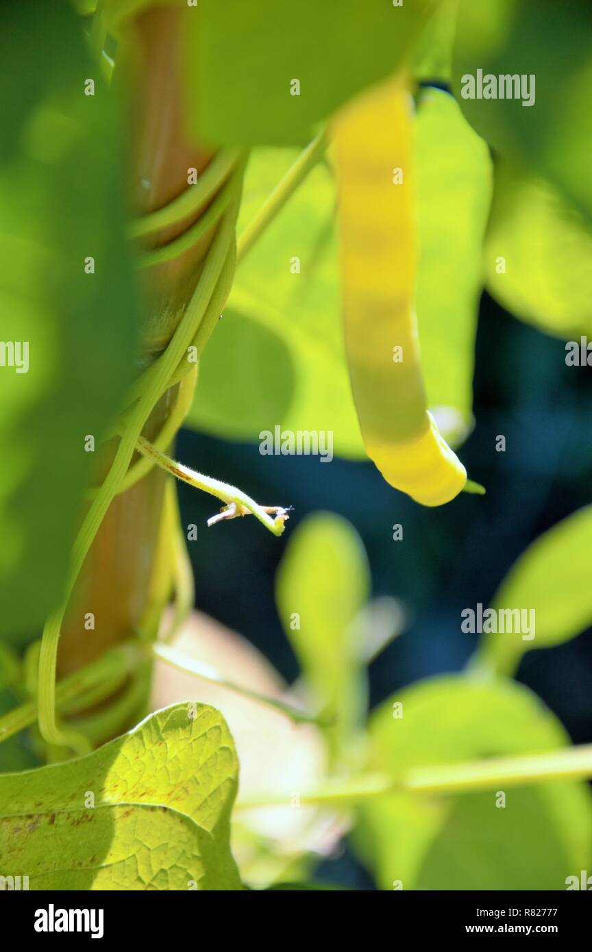 Runner bean plant in the fall in my vegetable garden. Runner bean plant ...