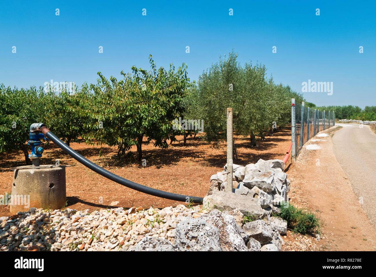 field of olive and cherry trees with irrigation Stock Photo - Alamy