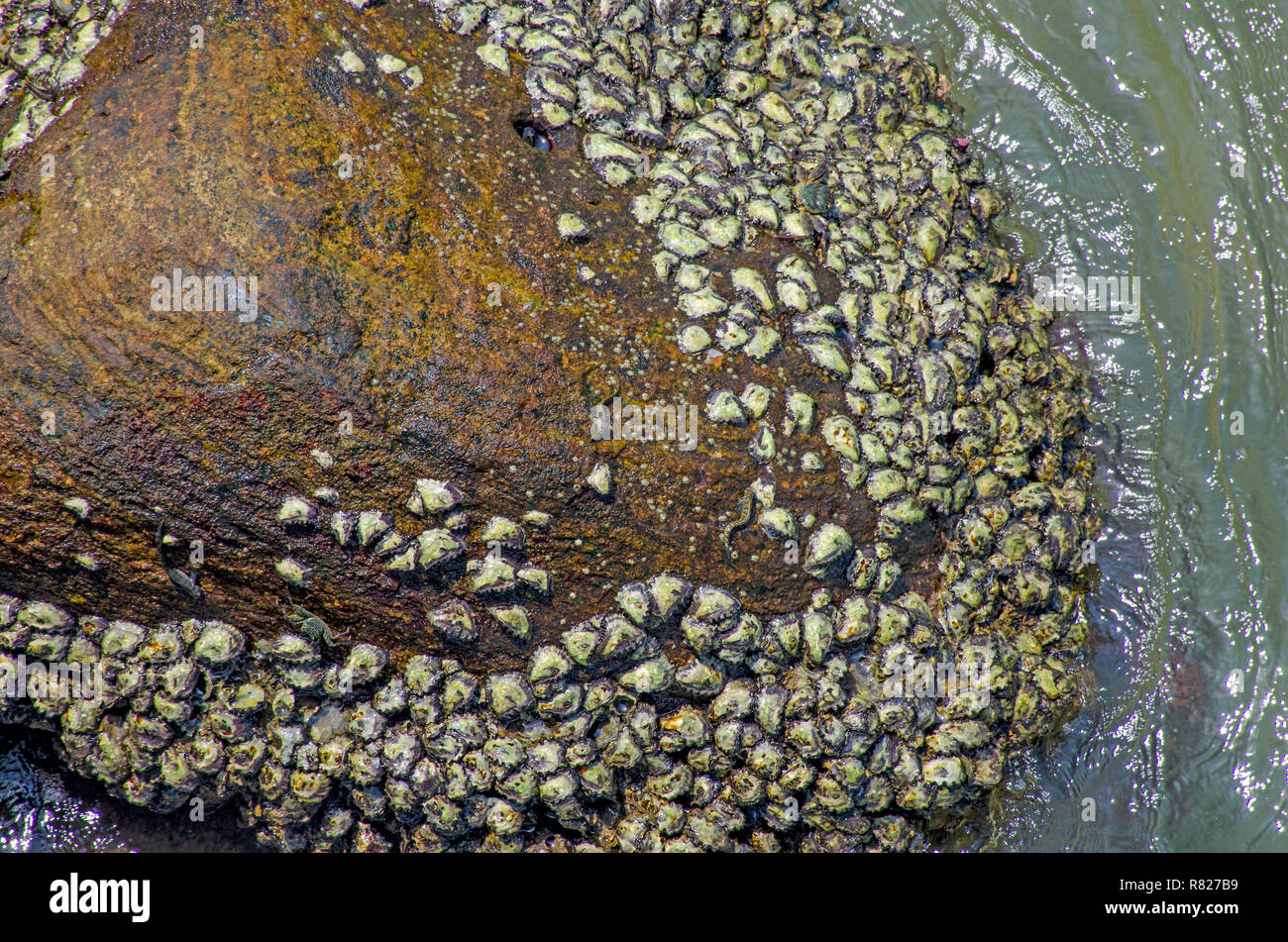 Mussels and marine texture hi-res stock photography and images - Alamy