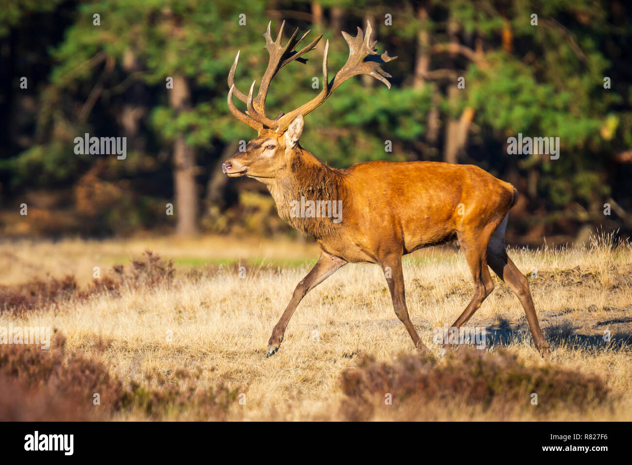 Red deer male, cervus elaphus, with big antlers rutting during mating ...