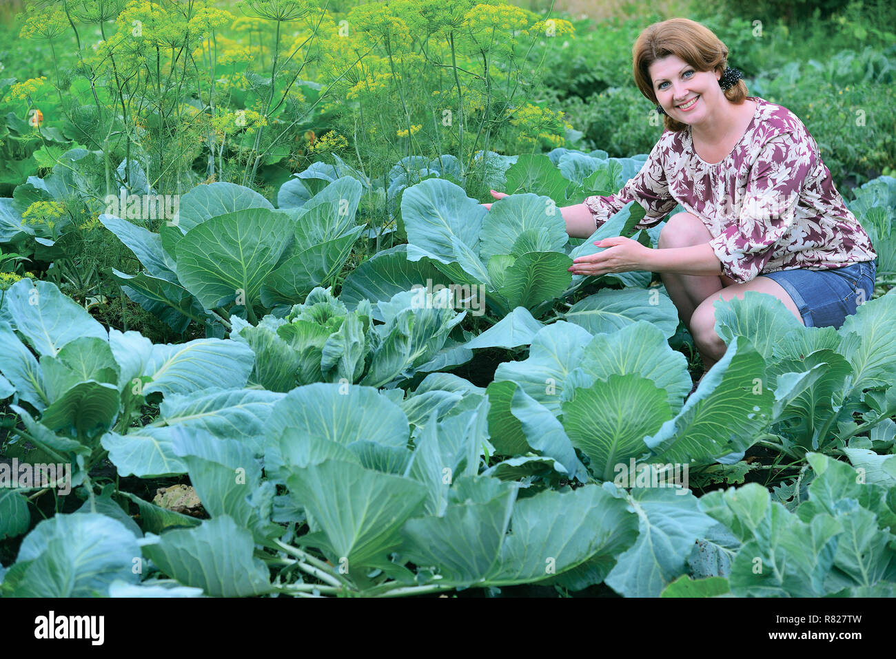 Cabbage in the garden hi-res stock photography and images - Alamy