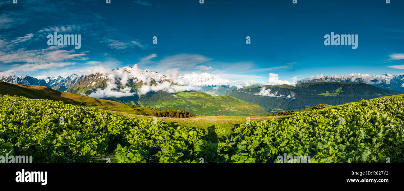 Panoramic view of green valley on mountains background. Overwhelming ...