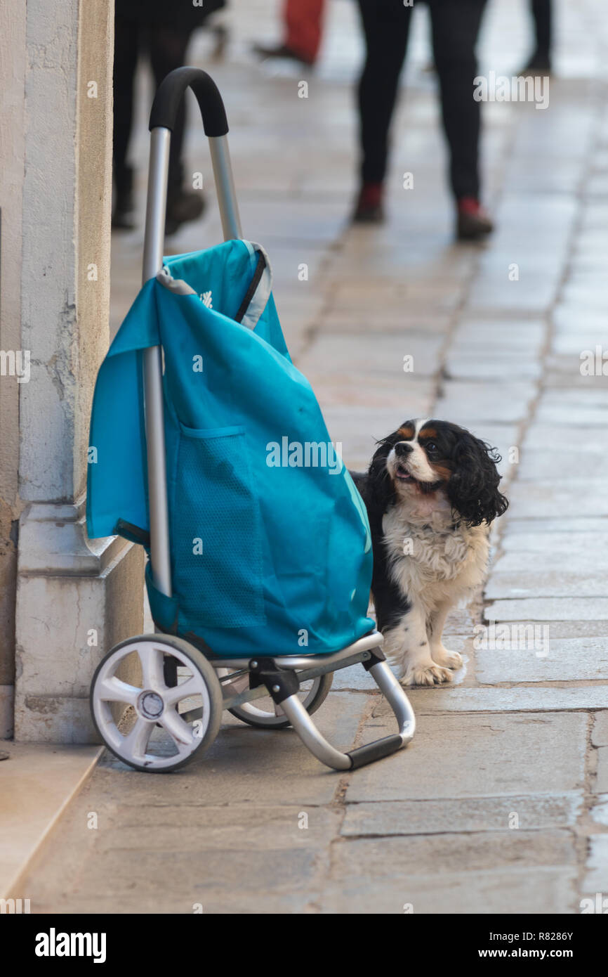 Stray dog and italy hi-res stock photography and images - Alamy