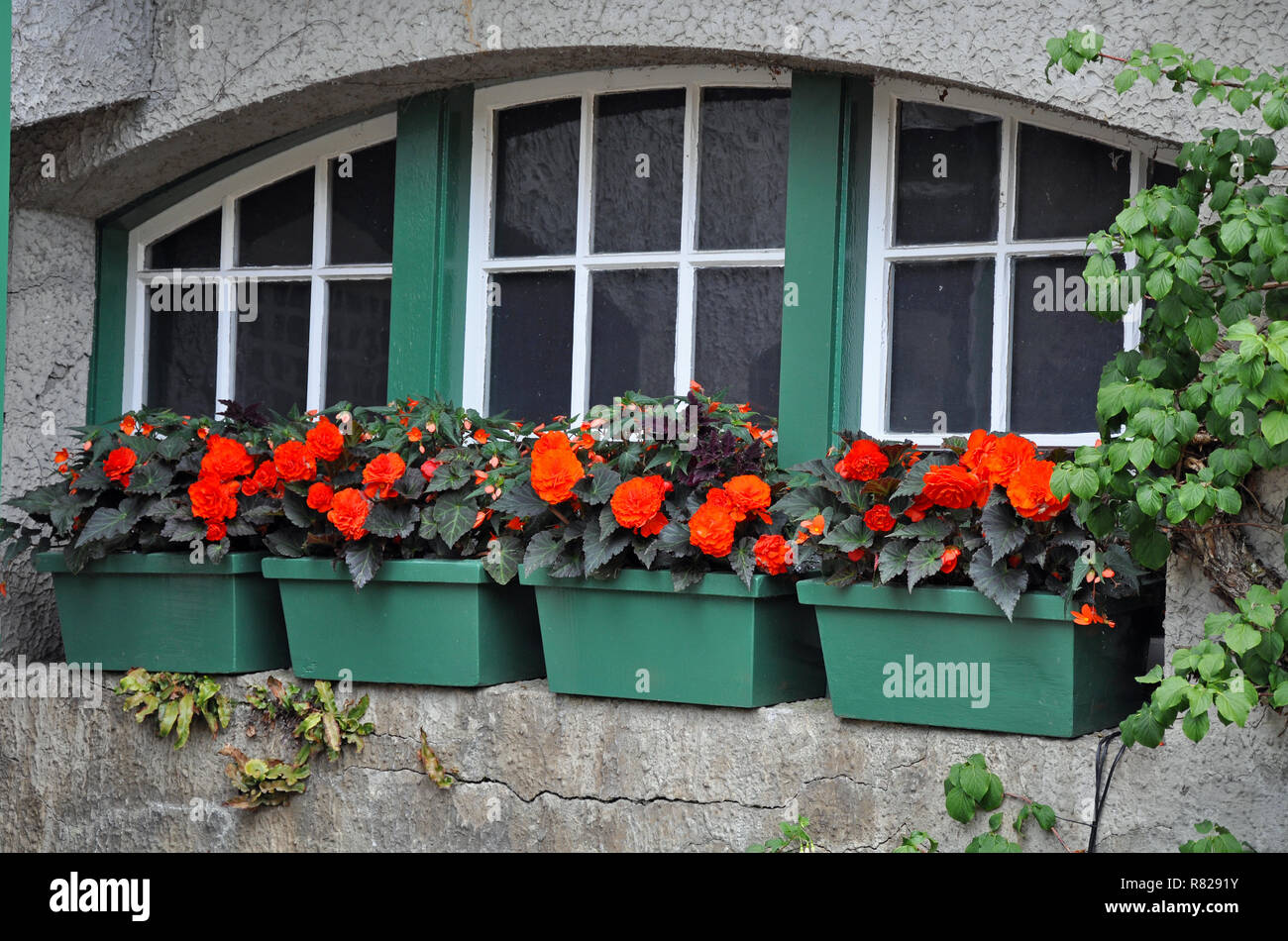 Green flower planters filled with red begonias on window sill Stock ...