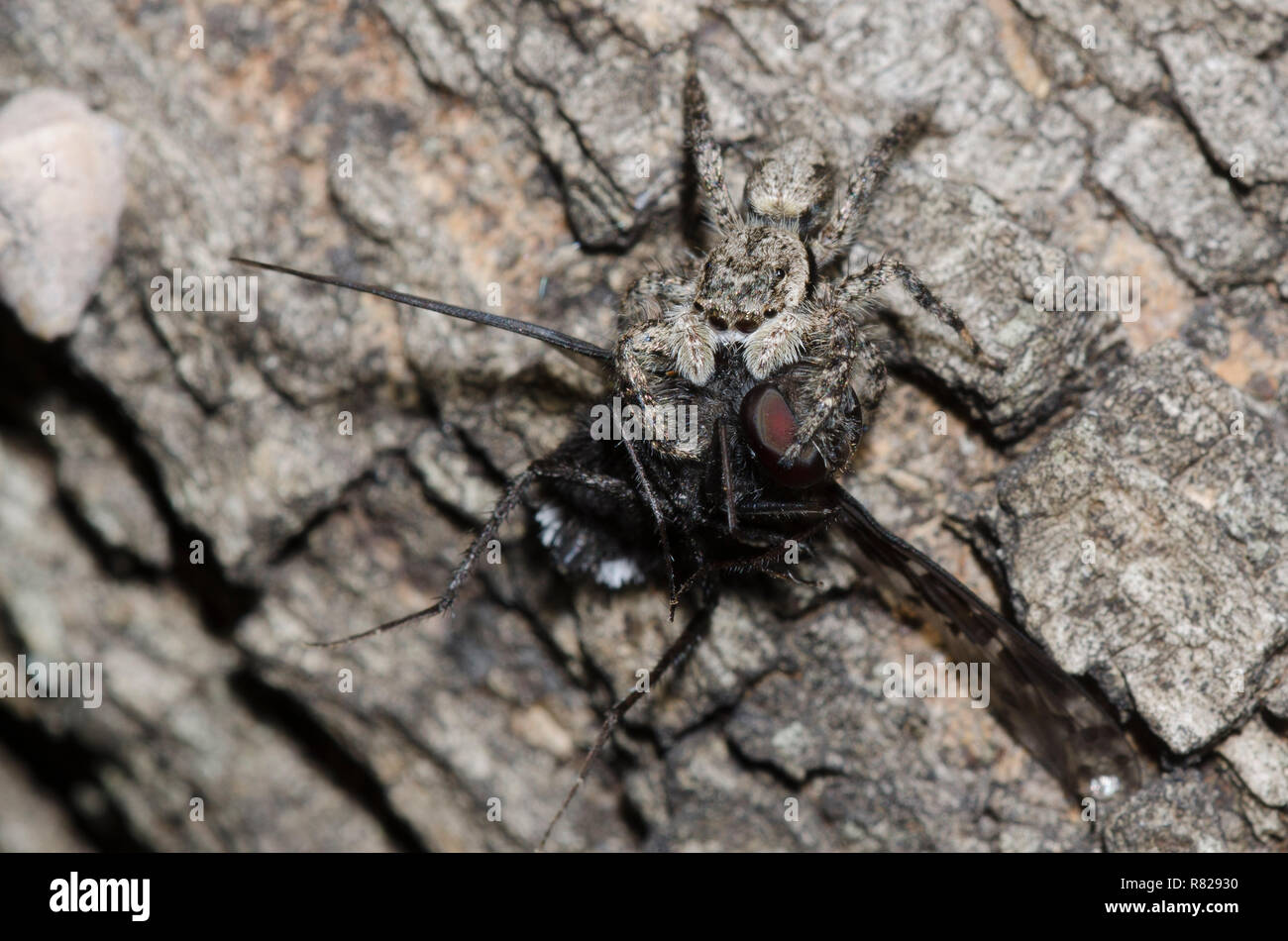 Jumping Spider, Platycryptus undatus, with bee fly, Family Bombyliidae ...