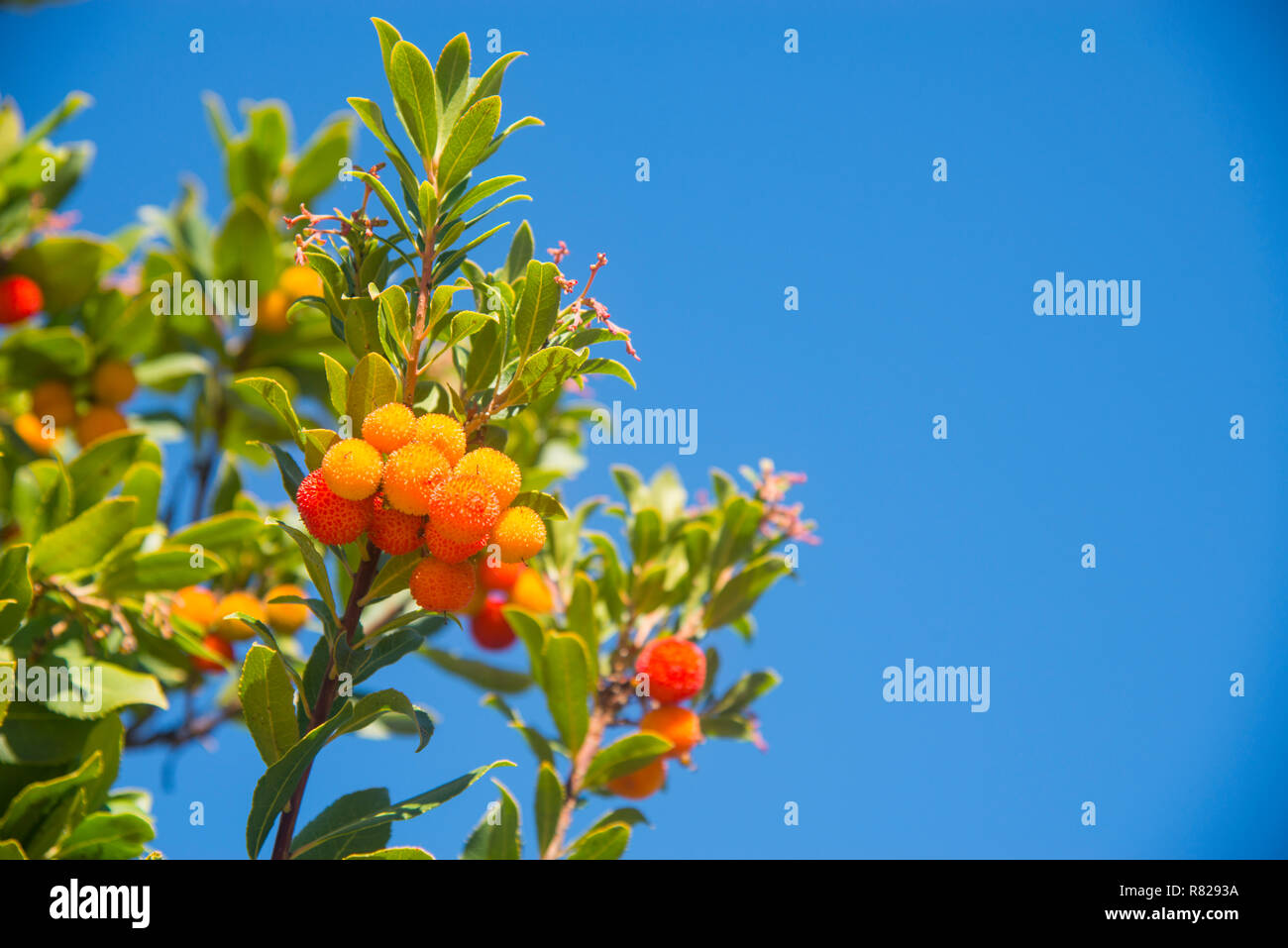 Arbutus tree hi-res stock photography and images - Alamy