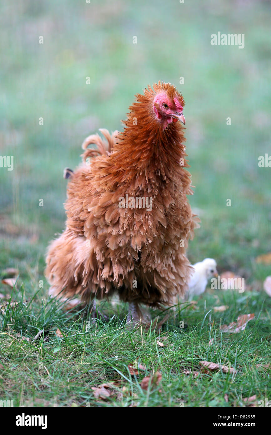 Domestic chickens hi-res stock photography and images - Alamy